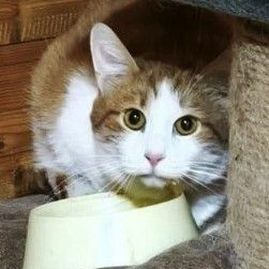 Рыжий кот ждёт вас