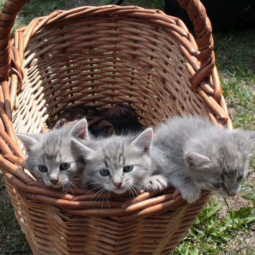 Котята в добрые руки