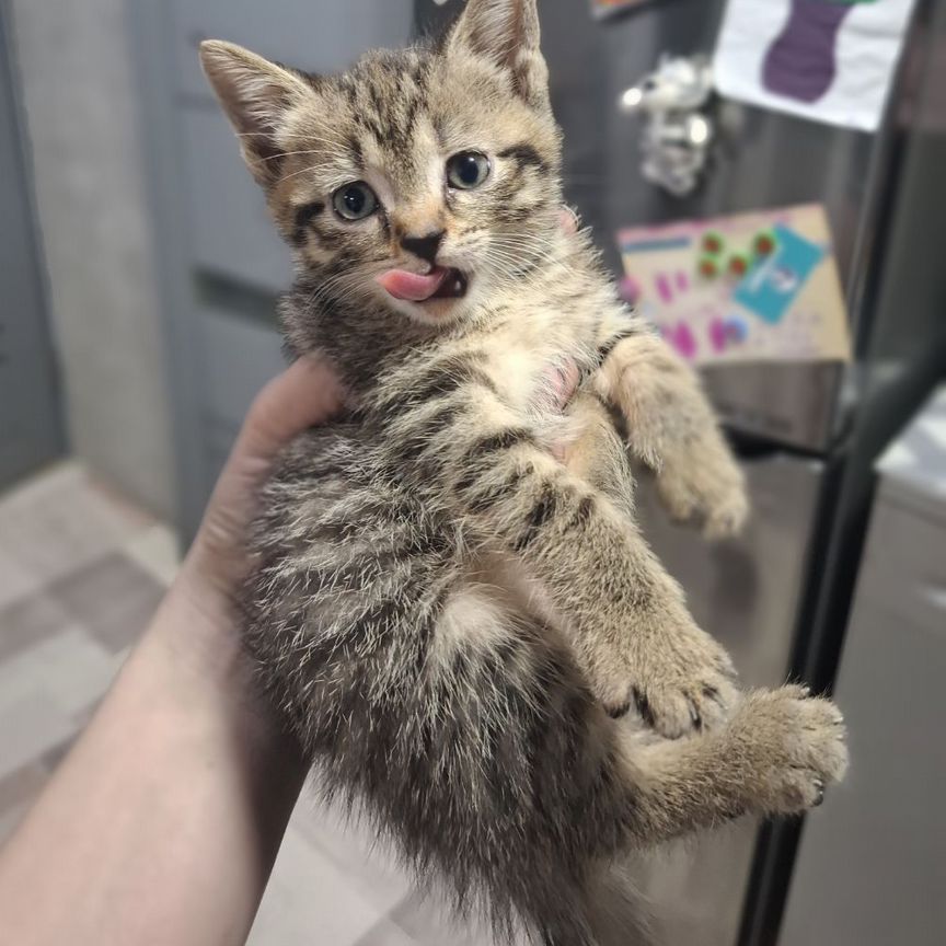 Британский короткошёрстный котёнок