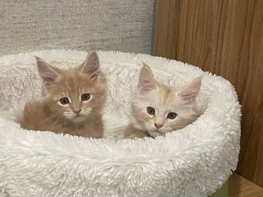 Котята мейн-кун