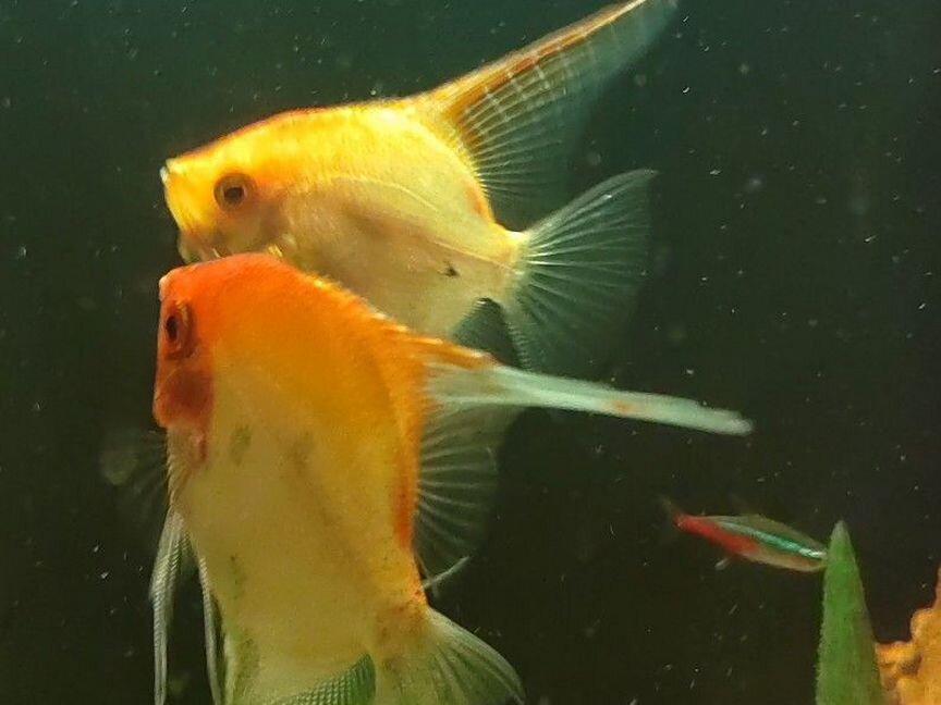 Скалярии производители 2 пары