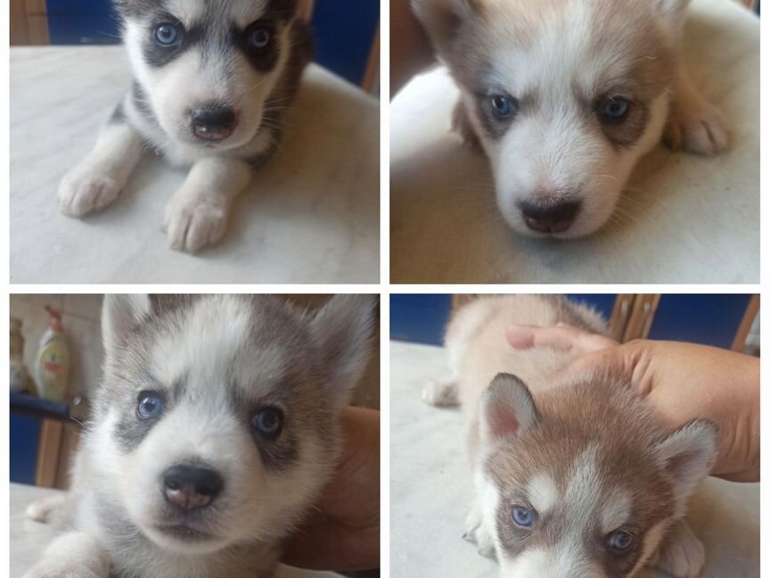 Щенки сибирской Хаски