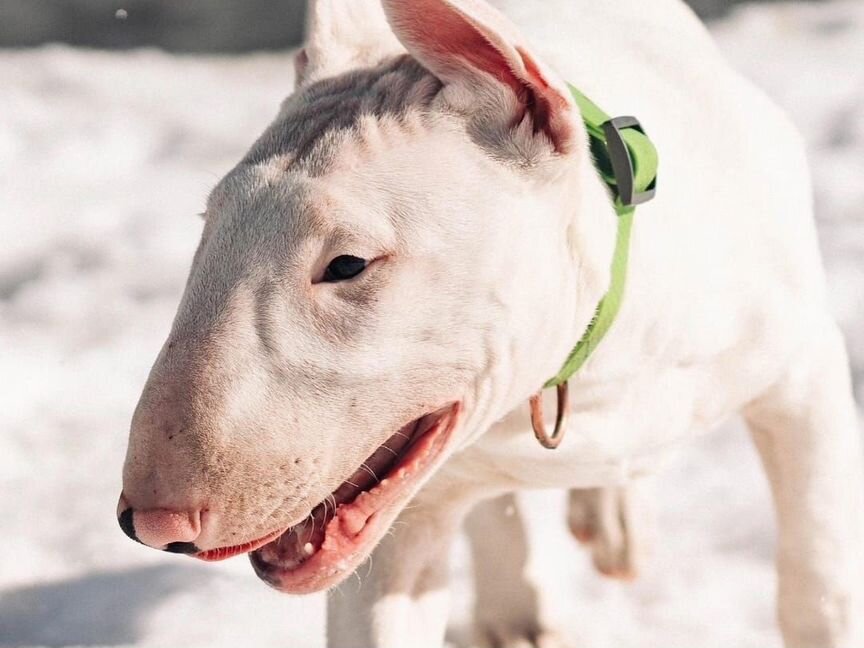 Бультерьер красавчик