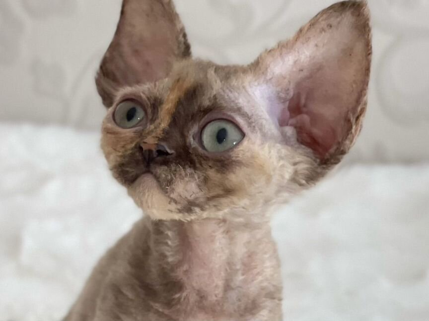 Малышка девон рекс в современном типе