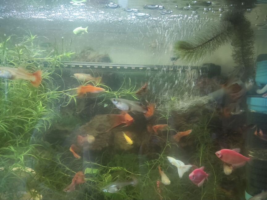 Аквариумные рыбки гуппи