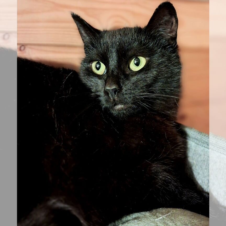 Взрослая, кошка в добрые руки