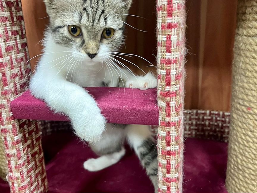 Котёнок девочка с плохим прошлым
