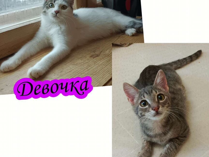 Кошки ищут дом