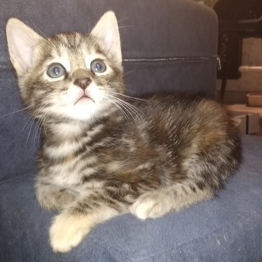 Котенок домашней ангорской кошки и бенгала