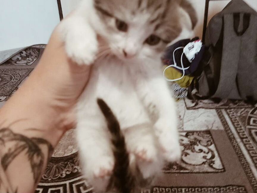 Кошка