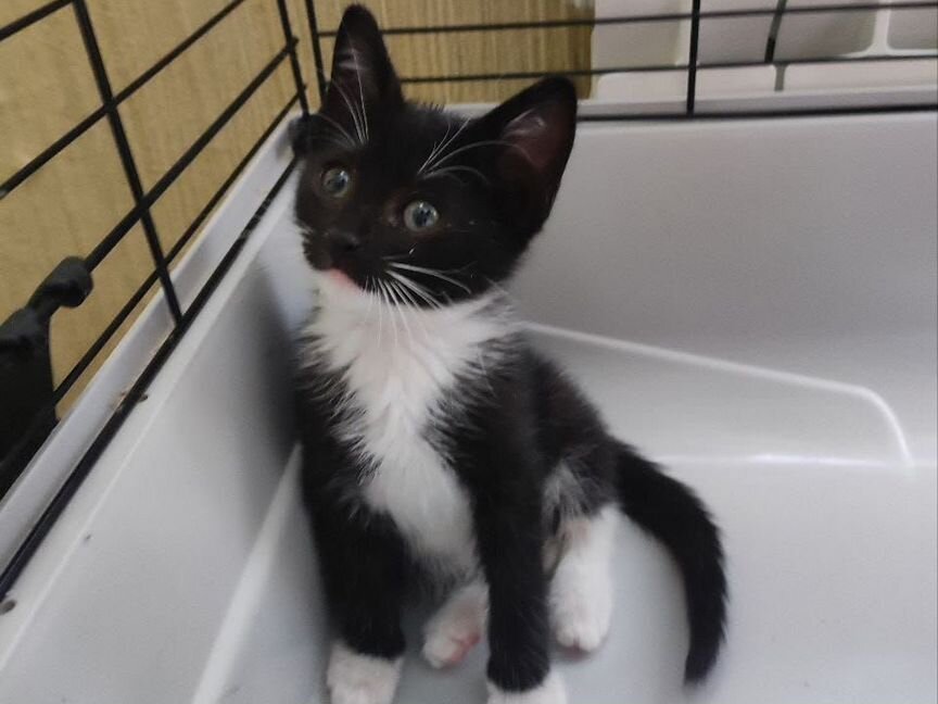 Котенок девочка 2 месяца черно белая
