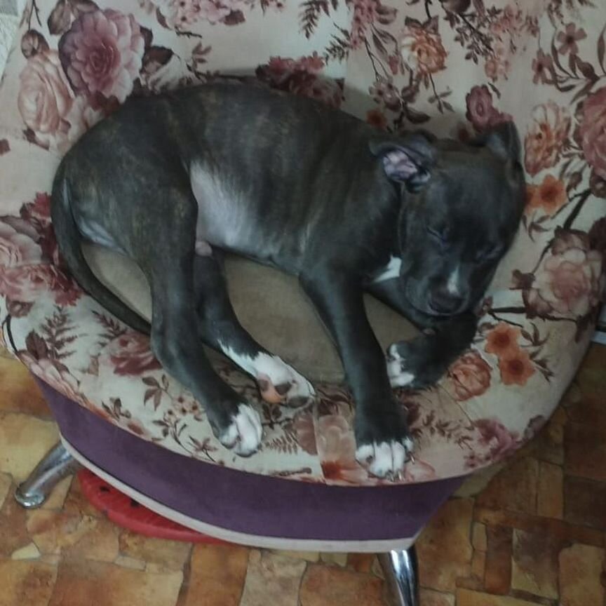 Отдам в добрые руки щенка Стаффорда