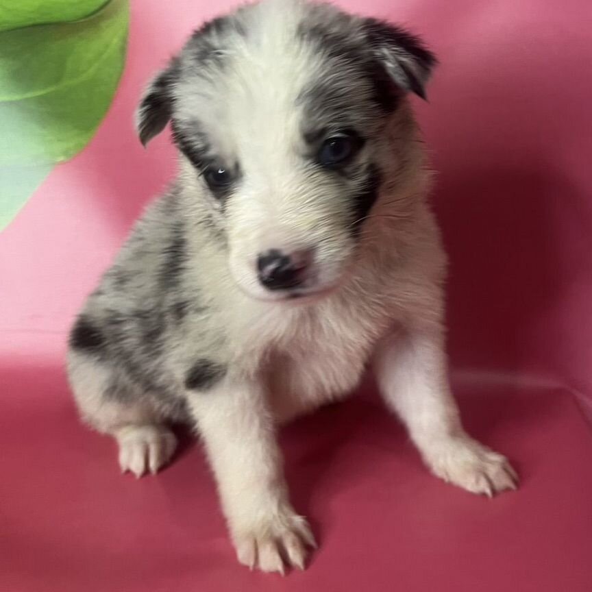 Бордер-колли, щенок