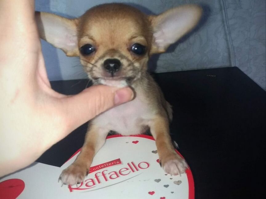 Шикарный Мини мальчик чихуахуа +видео