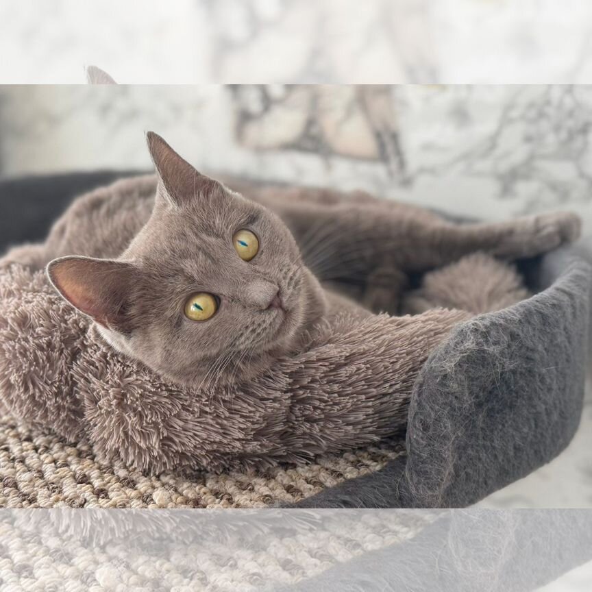 Взрослая, кошка в добрые руки