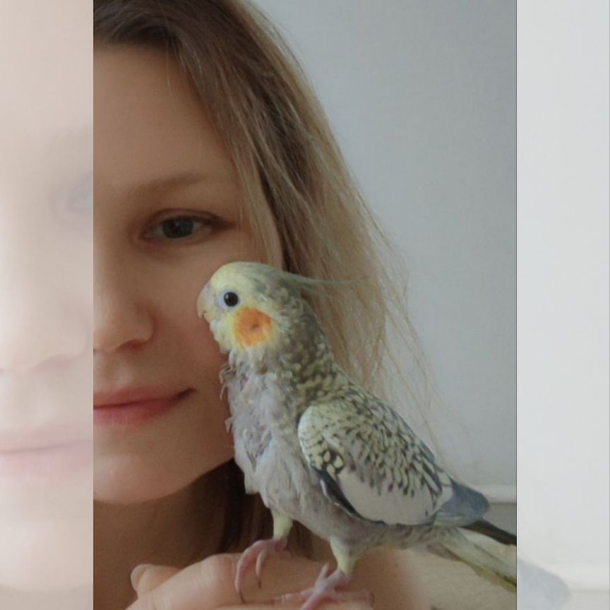 Попугай корелла мальчик ручной