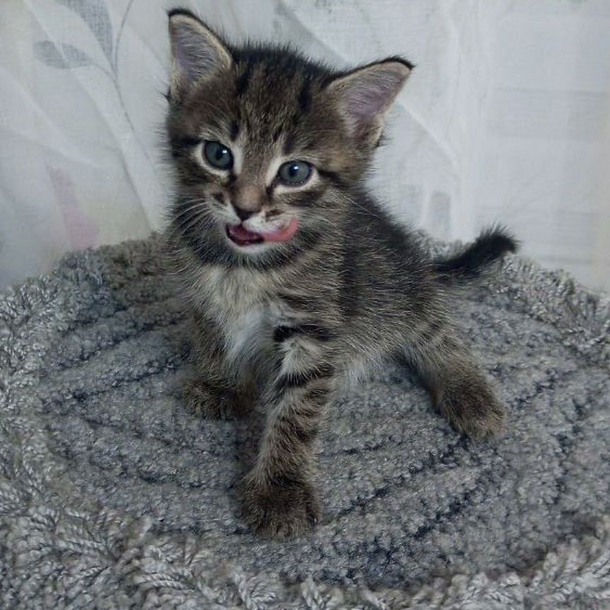 Британский короткошёрстный котёнок