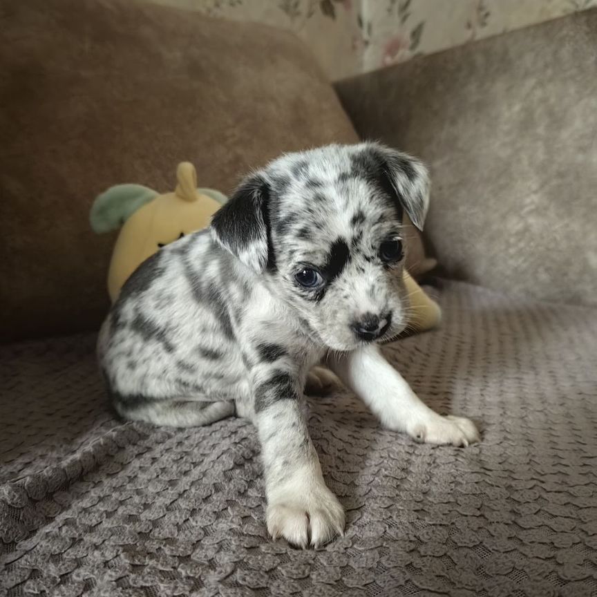 Крутой мальчик дир