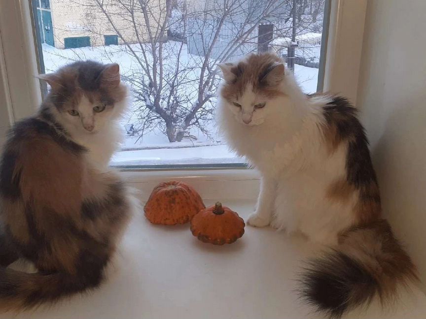 Две красивые кошечки ищут дом