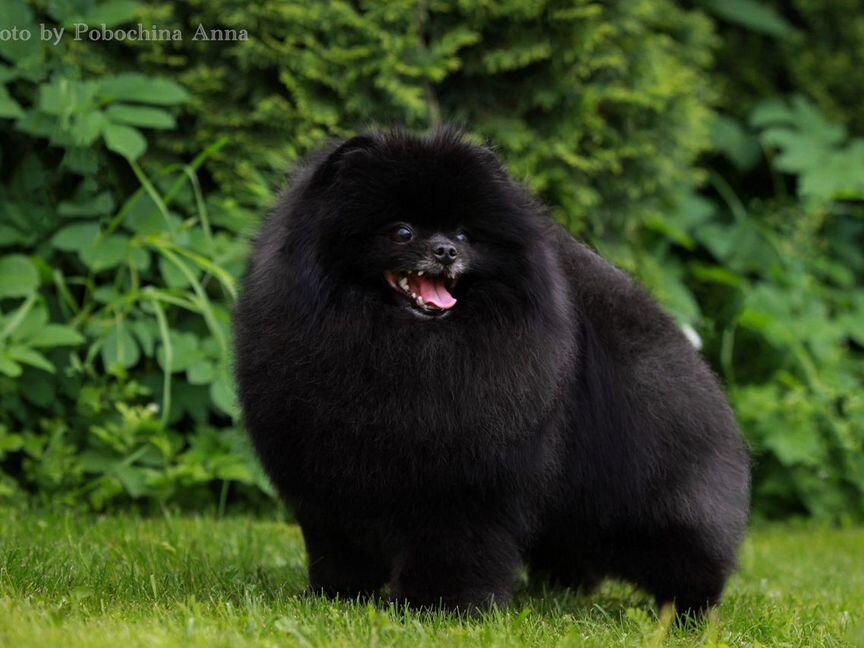 Померанский шпиц вязка