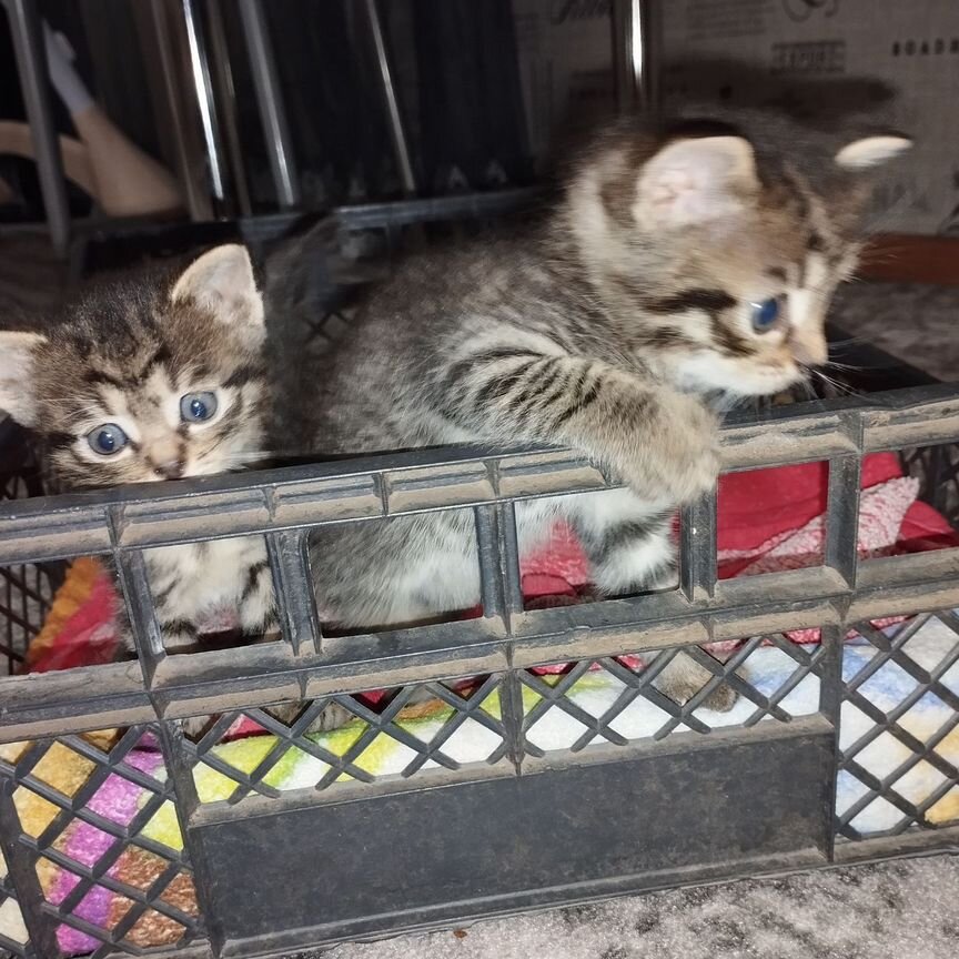 Котятата в добрые руки