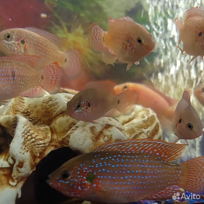 Хромис красный/или Цихлида"Красный камень"