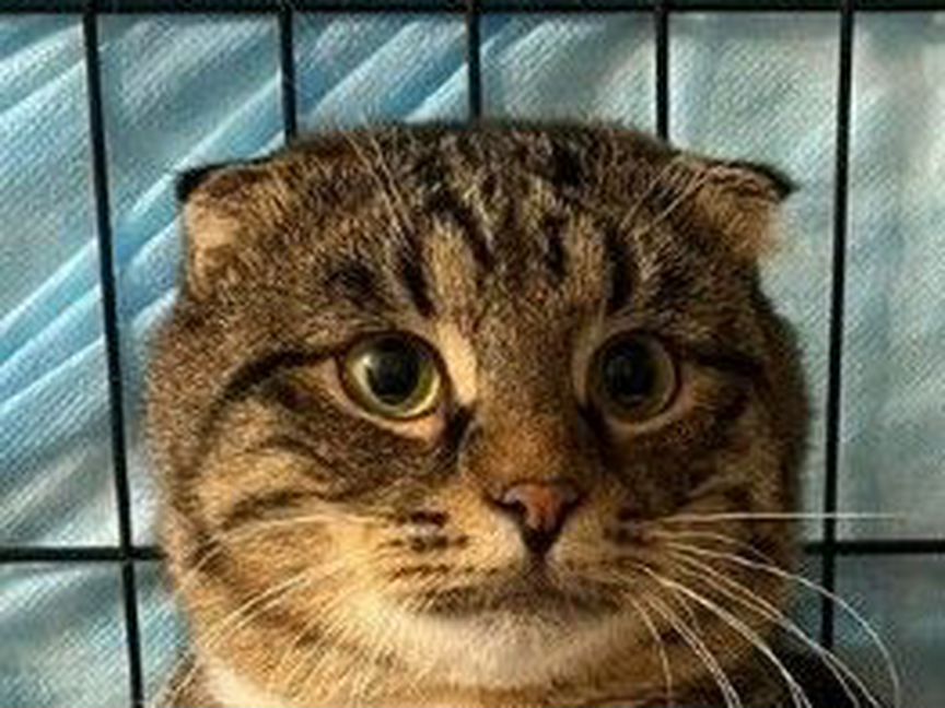 Шотландский вислоухий котик