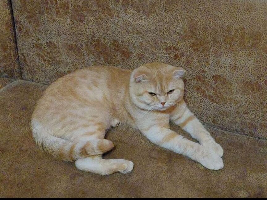 Котик ждёт невесту