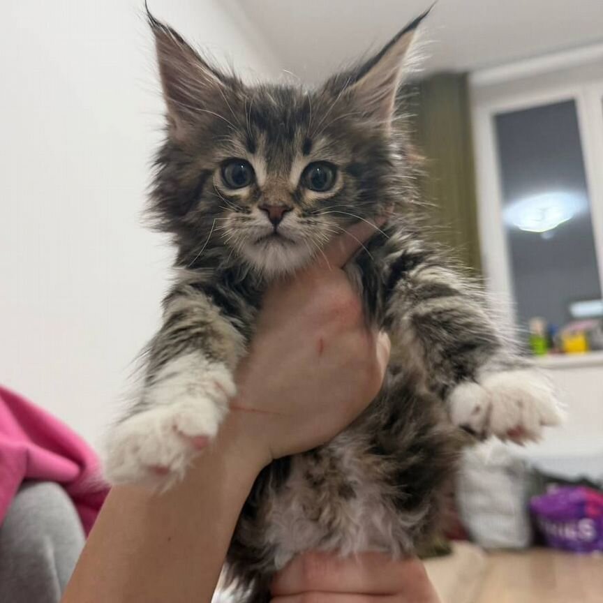 Мейн-кун котёнок