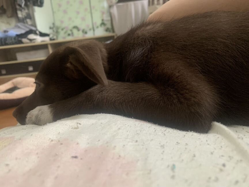 Щенок в добрые руки