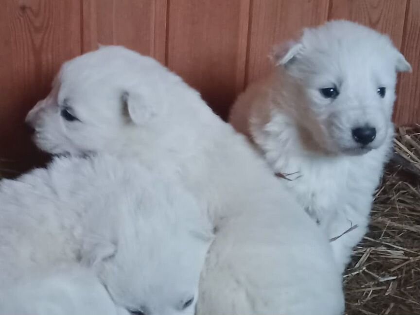 Продаются щенки белой швейцарской овчарки