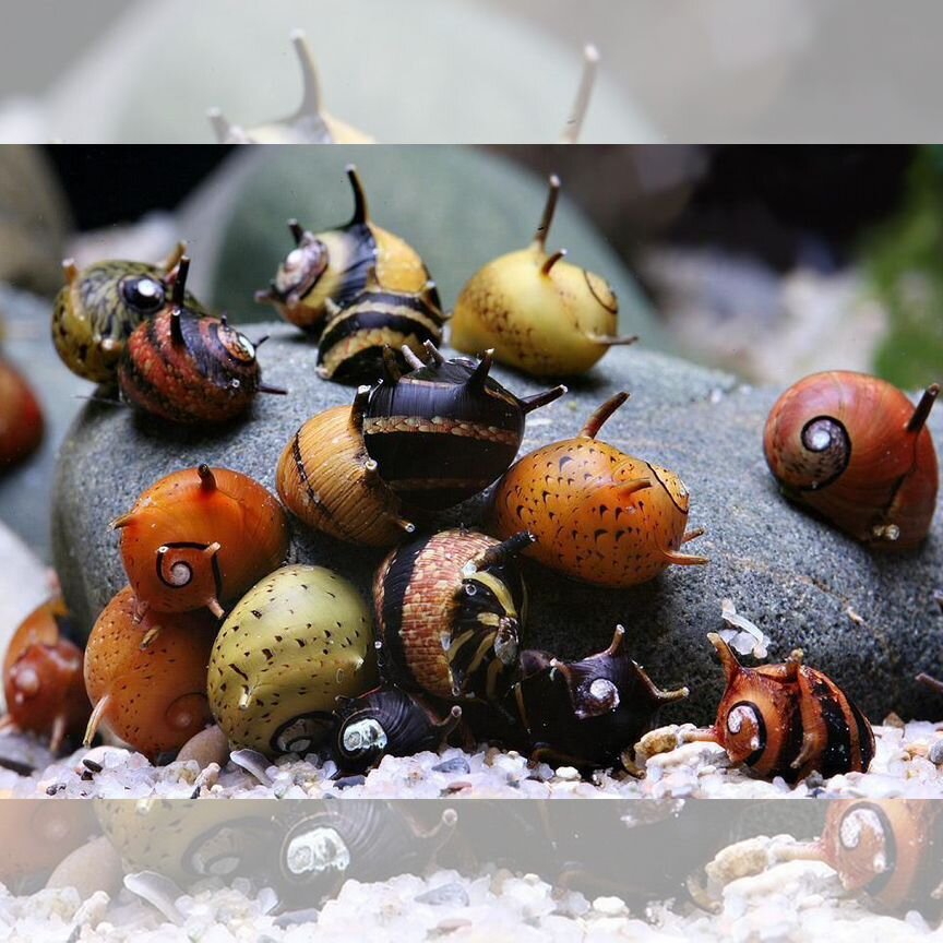 Улитки для аквариума. Неретины, ампулярия, хелена