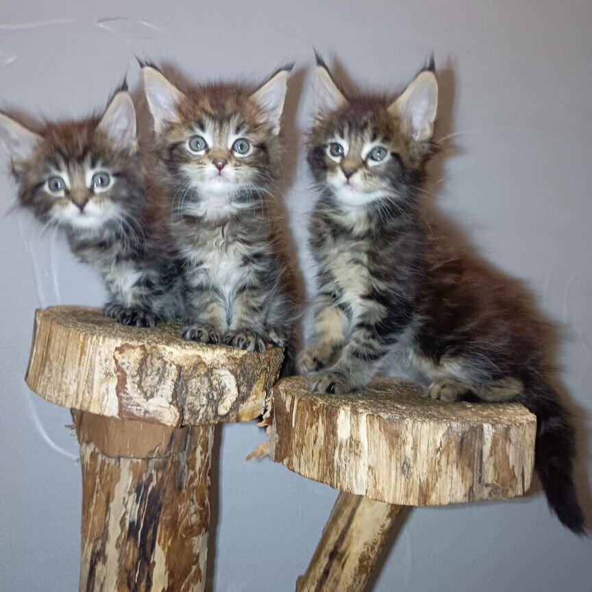 Котята мейн-кун