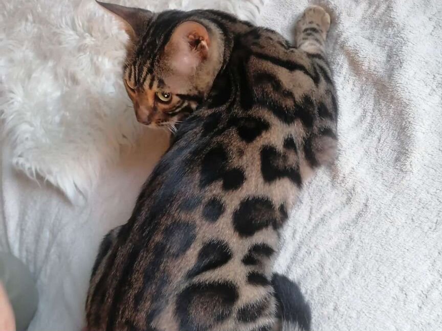 Бенгальская кошка Пантера Хенни