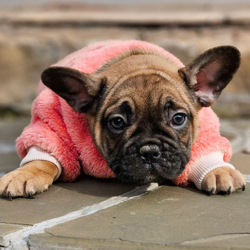 Французский бульдог