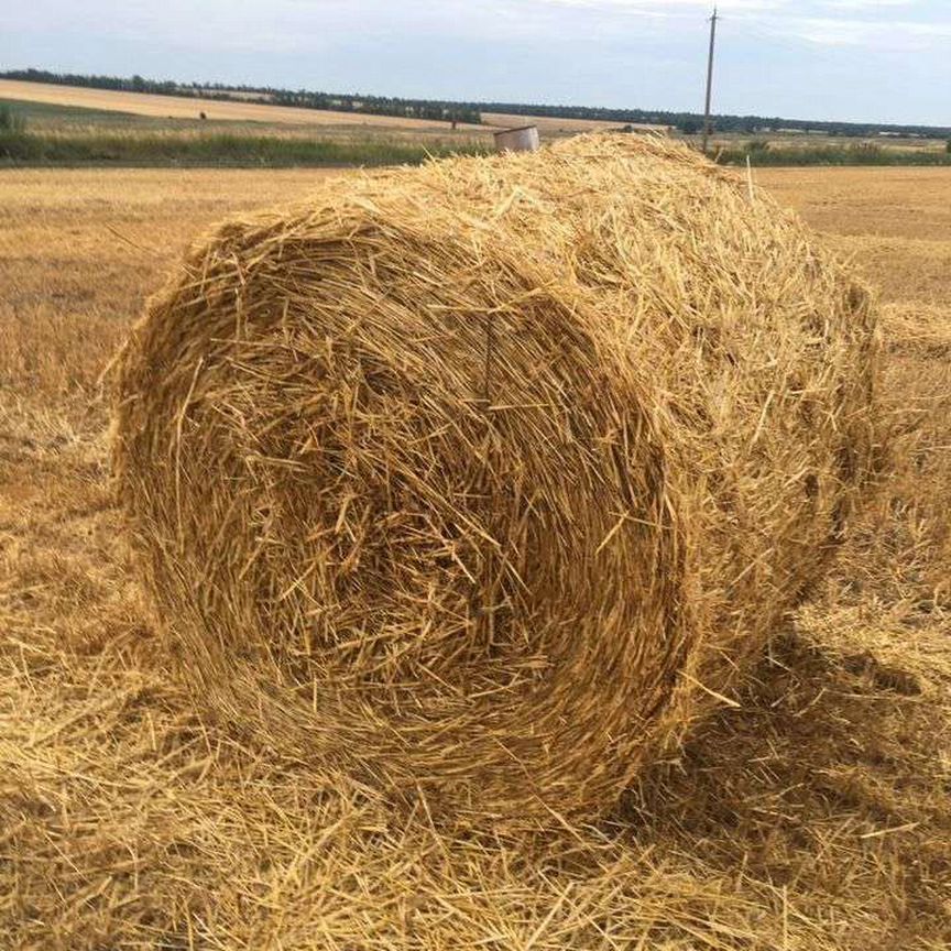 Солома ячменная