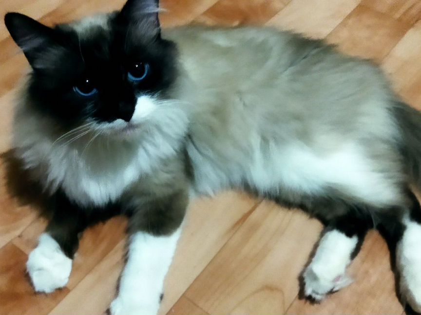Прижился котёнок