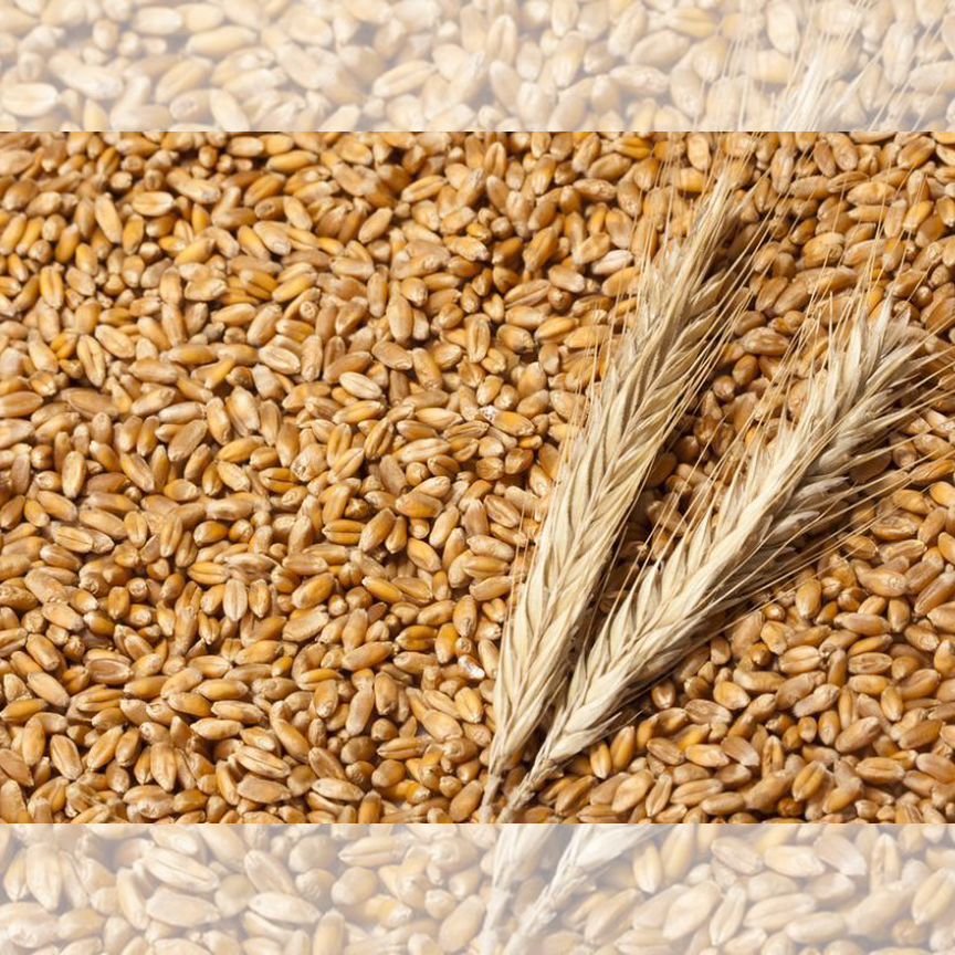 Зерно#пшеница