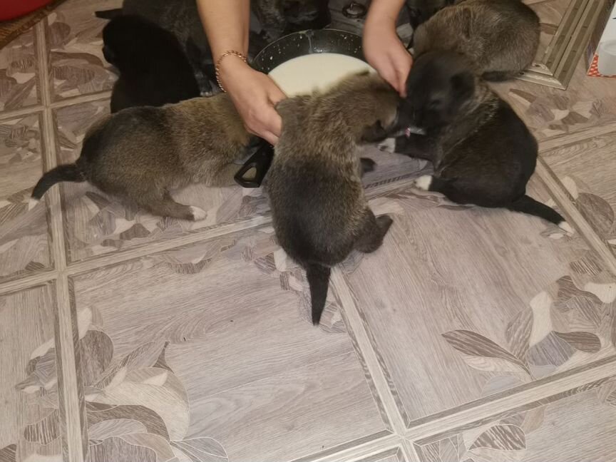 Щенки зсл от рабочих собак
