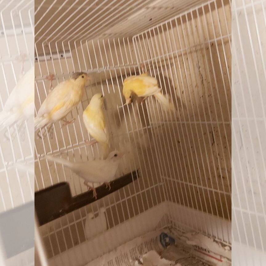 Кенара и канарейки