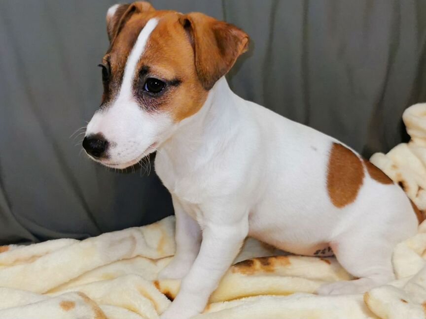 Джек Рассел терьер