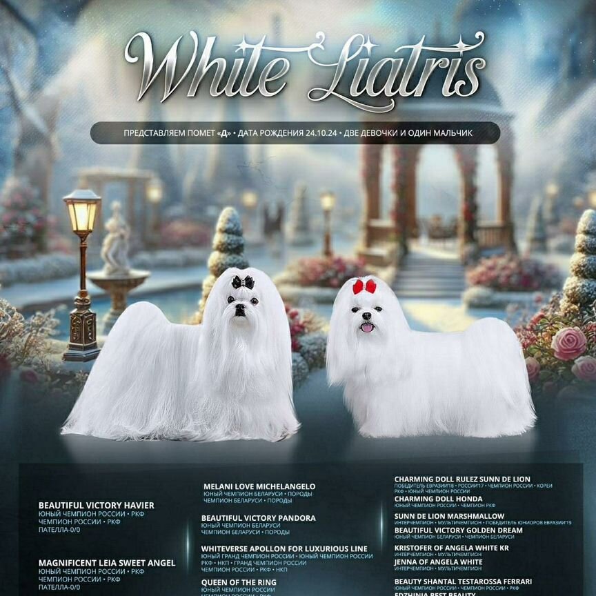 Мини мальчик мальтезе