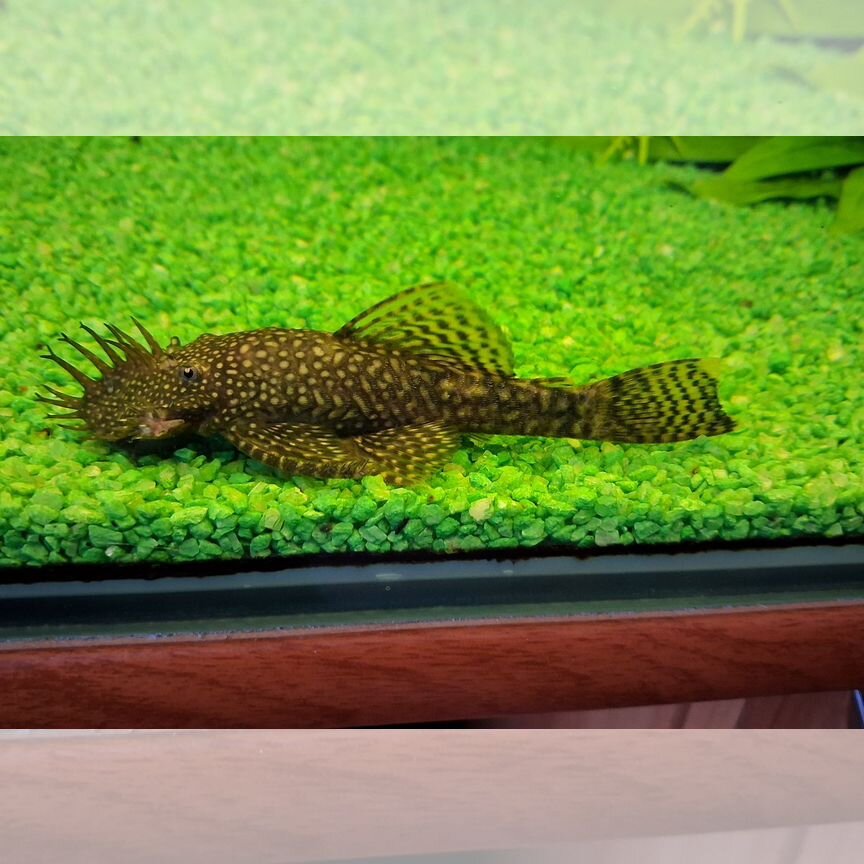 Анциструс,торакатум белый