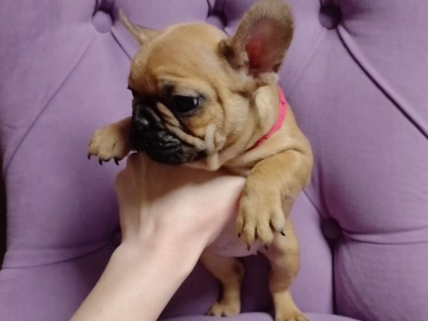 Французский бульдог