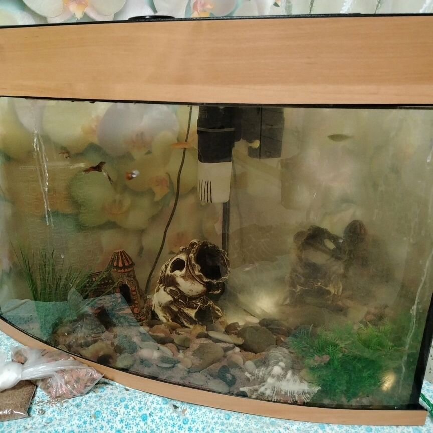 Аквариум с рыбками бесплатно