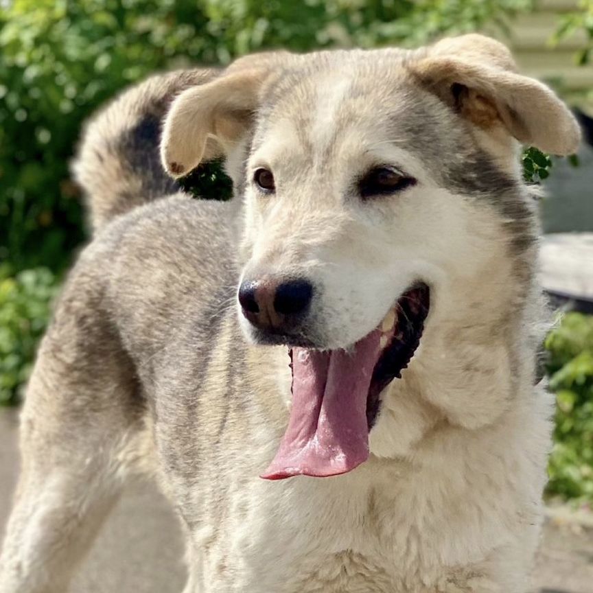 Аляскинский маламут, взрослый пёс