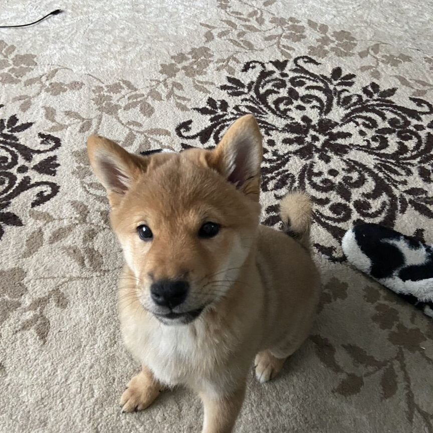 Щенки сиба ину