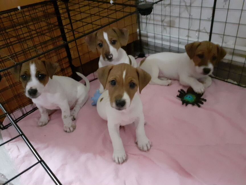 Щенки джек Рассел терьер