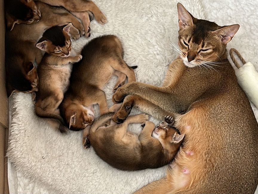 Чистокровные аббисинские котята