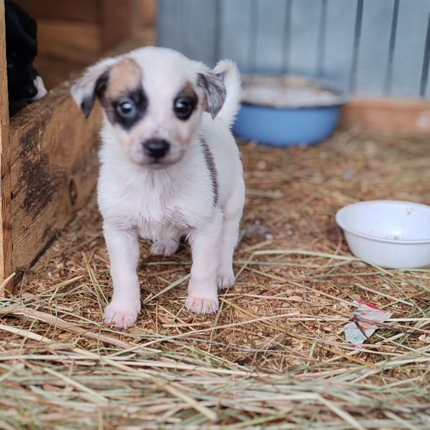 Щенки будут маленькие